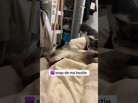 Même l'autre chat est choquer 😹😹 #chat #cat #shorts - YouTube