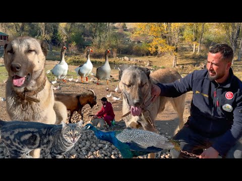 120 TANE KAZ KAR YAĞMASINI BEKLİYOR / 3 AYAKLI KÖPEK CESUR KEÇİLERİ OTLATIYOR / KAZLARA ÖZEL BAKIM