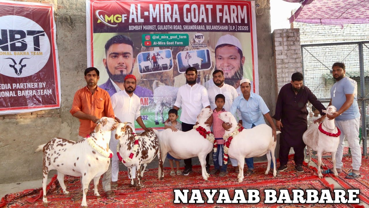 Nayaab Barbare Arrived At Al Mira Goat Farm Sikanderabad - YouTube