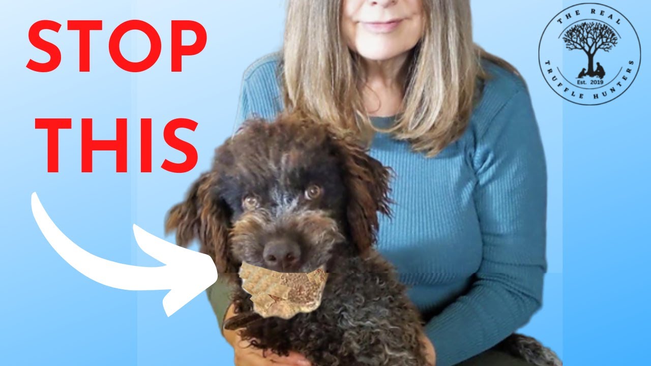 Training a Lagotto Truffle Dog - YouTube