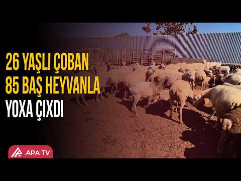 Salyanda müəmmalı itkin: Çobanın heyvanları Xırdalanda tapıldı | APA TV