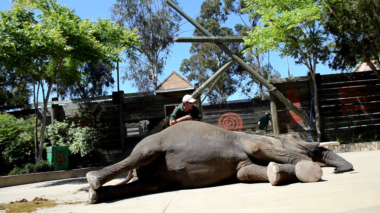 Elephant Show - YouTube