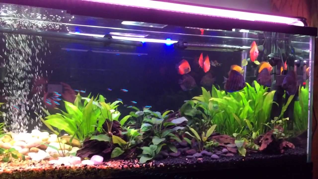 Day 4: Treating Discus for Flukes (Final installment (hopef - YouTube