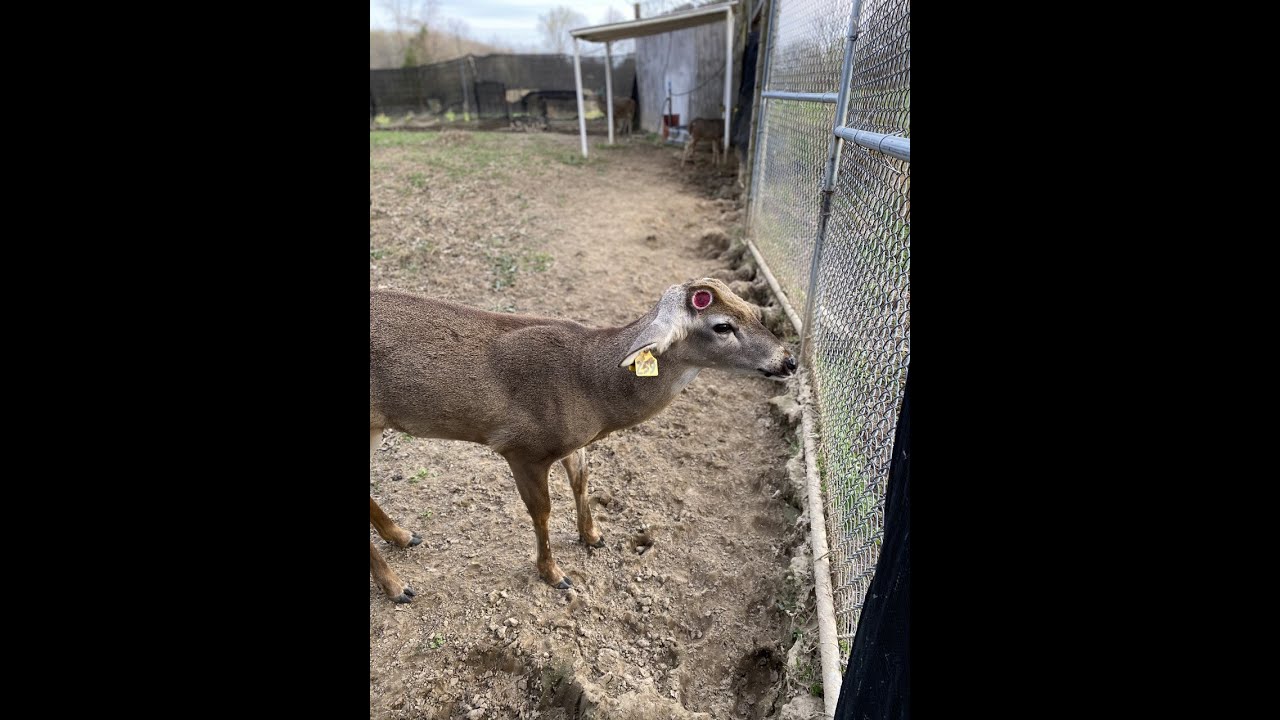 Shed buck grunt snort wheezing - YouTube