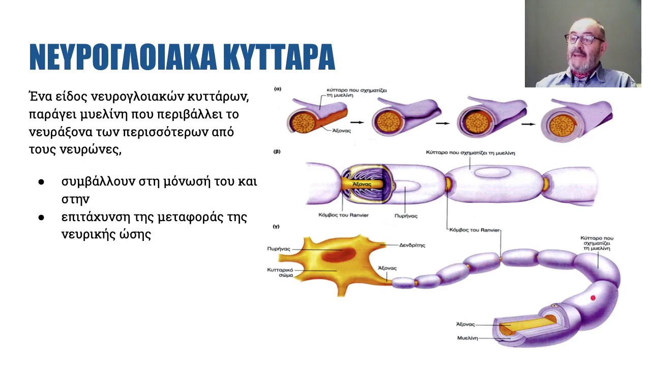 Νευρικό Σύστημα - Όργανα, κύτταρα - YouTube
