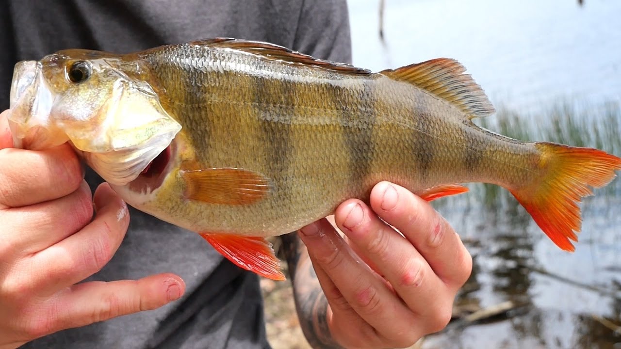 CATCH & COOK: Cooking Redfin over a Fire (The EASY Way) - YouTube