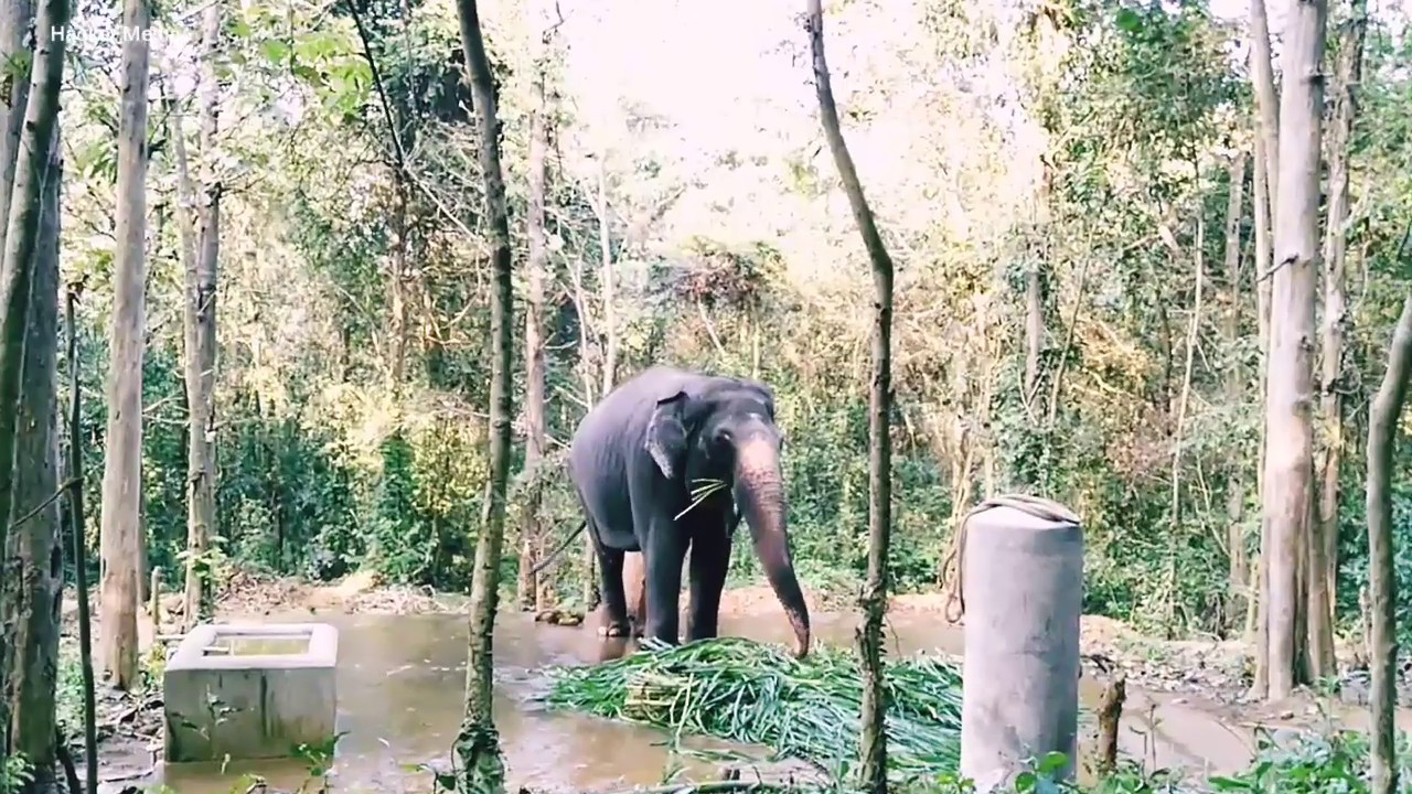 Kodanad Elephant Training Centre 2019 | Malayattoor - Kerala - YouTube