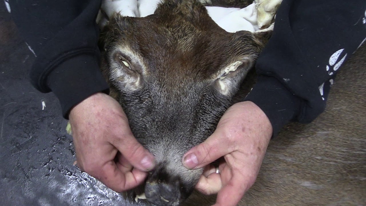 Tanned Whitetail Deer Cape For Sale 7 3/4" X 24" OBT1302 - YouTube