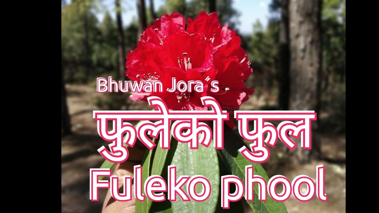 FULEKO PHOOL फुलेको फूल - Imagine Slayer prod. @thesadbeatplace ...