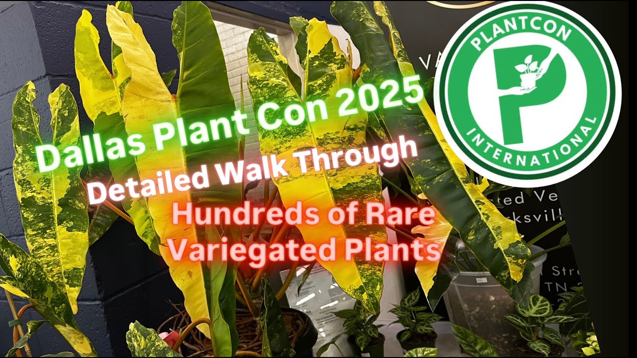 Plant Con Dallas 2025 Rare Variegated Plants Detailed Walkthrough ...