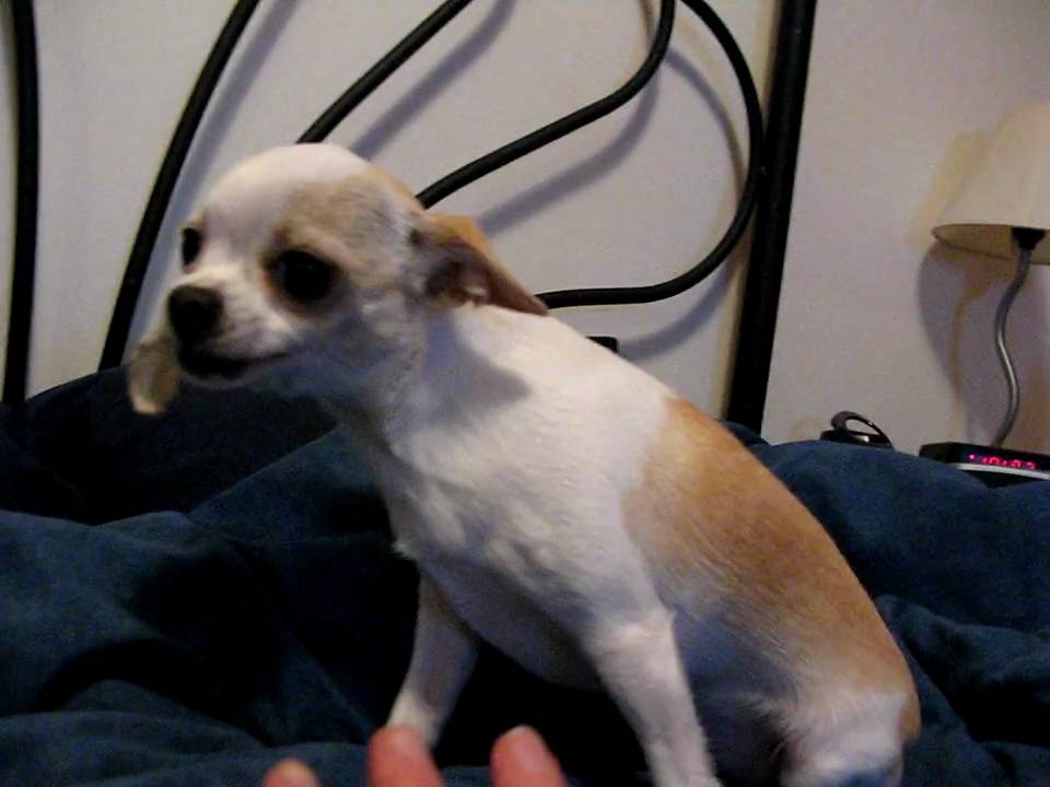 vicious chihuahua - YouTube
