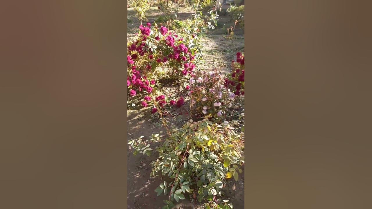 роза гул - YouTube