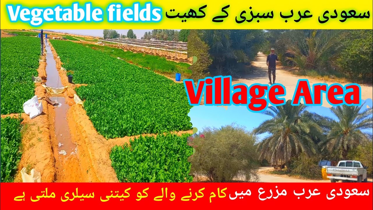 Vegetable Farming In Saudi Arabia | Saudi Arabia Village Life | Saudi ...