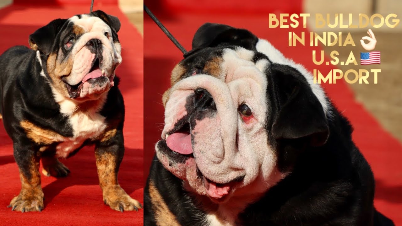 Best Bulldog in India #Mustang | Black Bulldog | Best English Bulldog ...