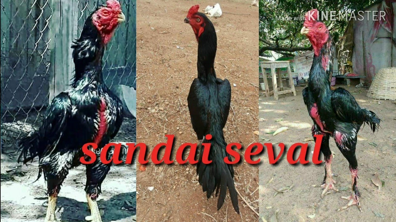 Sandai seval videos 2020 kattu - YouTube