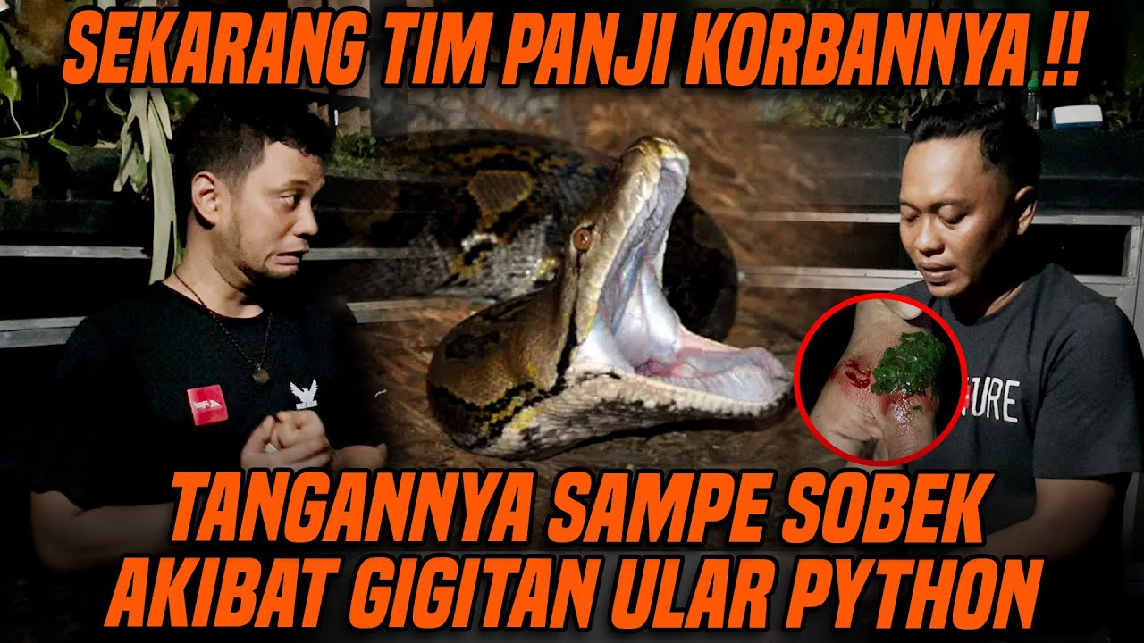 TRAGEDI GIGITAN ULAR PYTHON MEDAN !! PANJI KASIH PERTOLONGAN PERTAMA ...