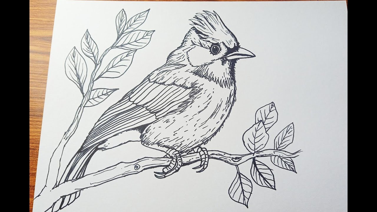 How to draw a Cardinal bird. Cardinal bird drawing tutorial. - YouTube