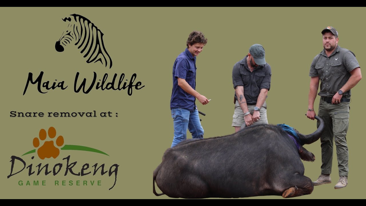 Snare Removal from Buffalo bull @DinokengGameReserve - YouTube