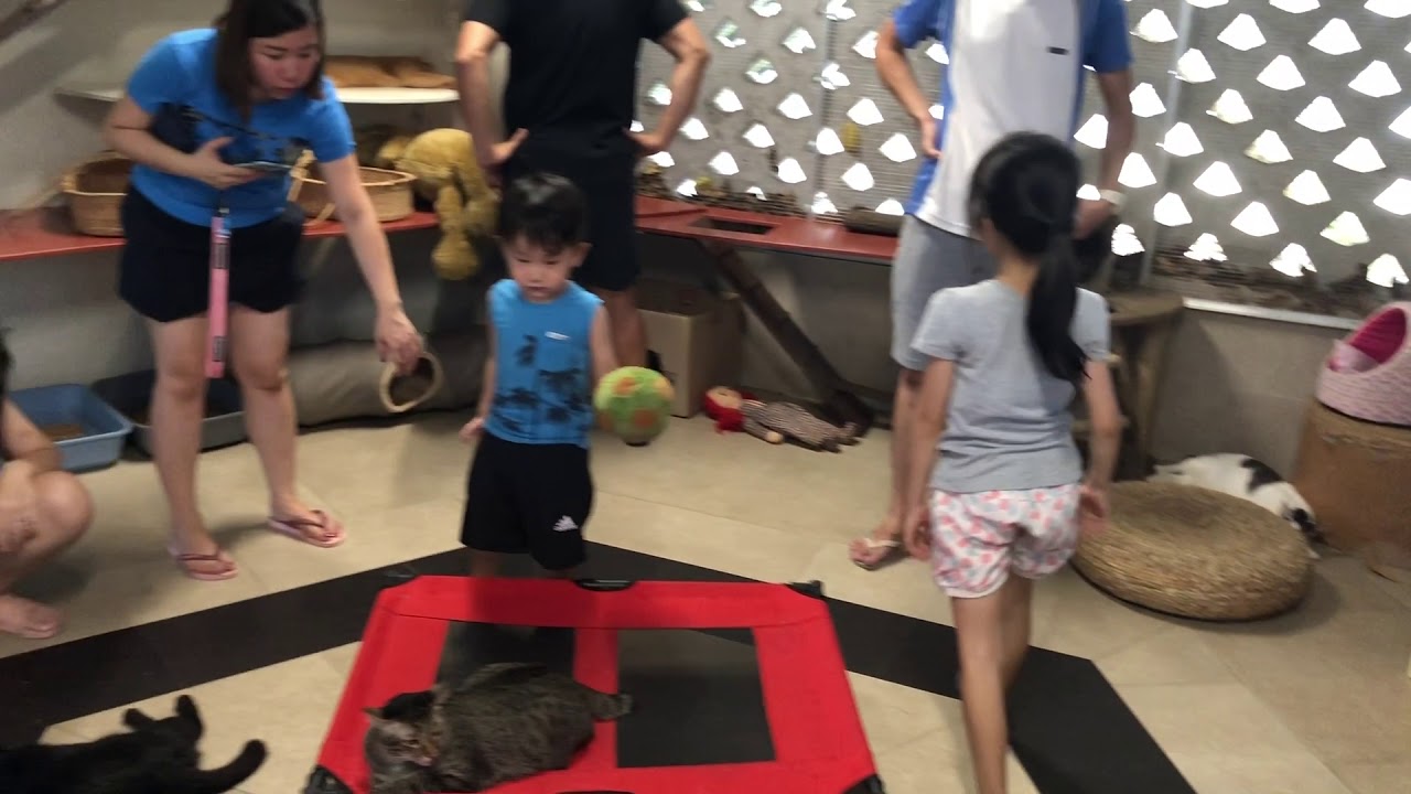 SPCA in Singapore 保護猫の受け取りまでinシンガポール - YouTube