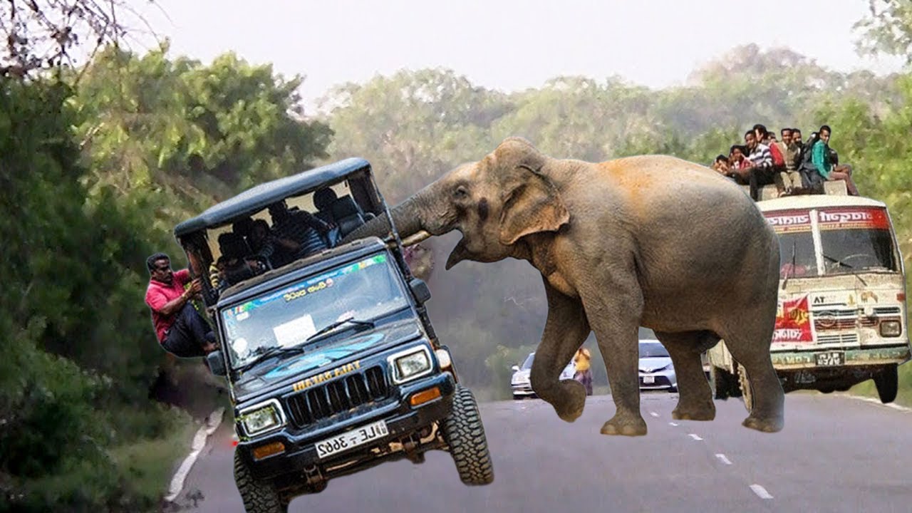 Chaos! Angry Elephants Attack Cars And People, It's Brutal || Wild ...