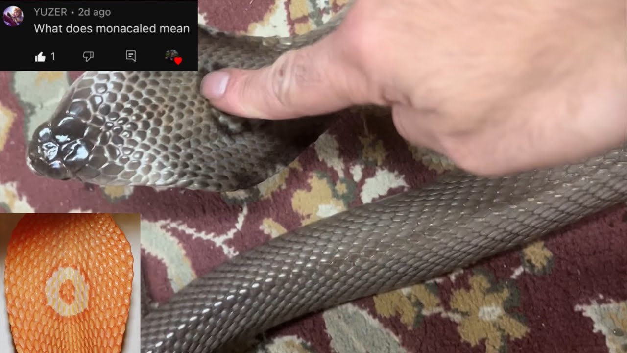 What does Monocled mean? - YouTube