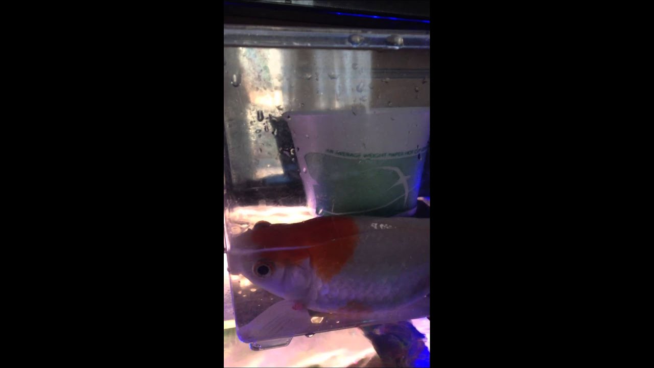 Gold fish with Hiccups!!... - YouTube