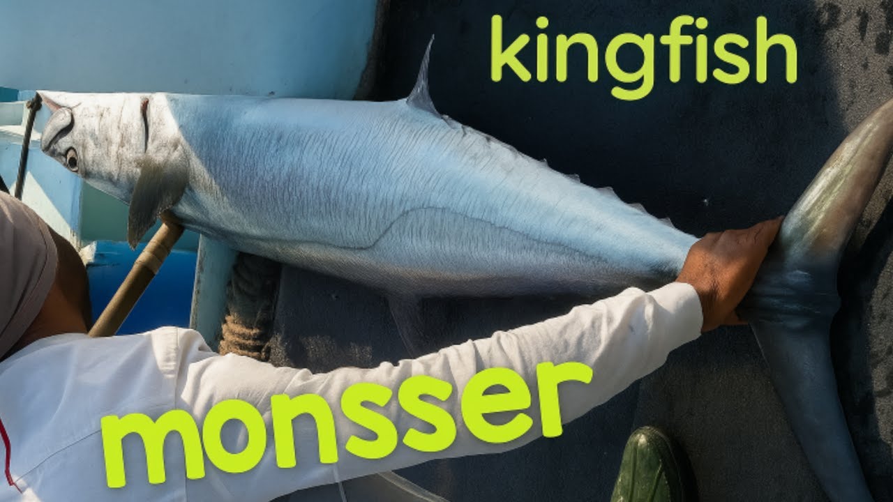 Giant Kingfish Caught! Unbelievably Huge!//monster!! - YouTube