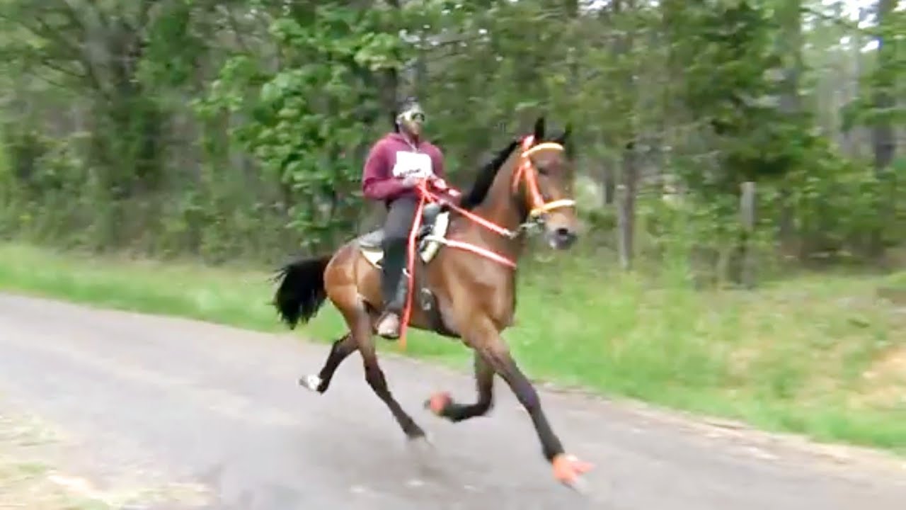 Best Looking Horse (Mare) Contest at Mineral Springs Horse Show and ...