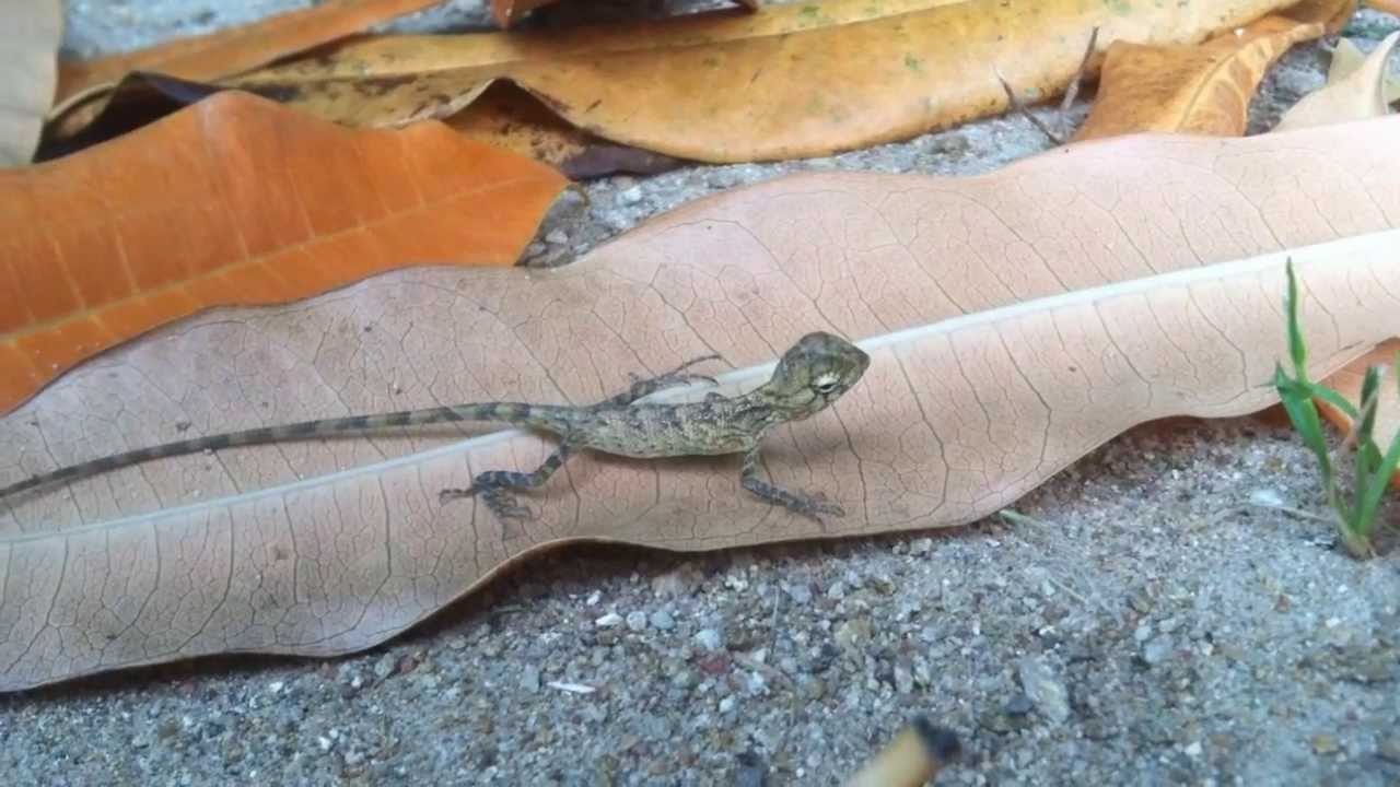 Hatchling - Garden Fence Lizard - YouTube