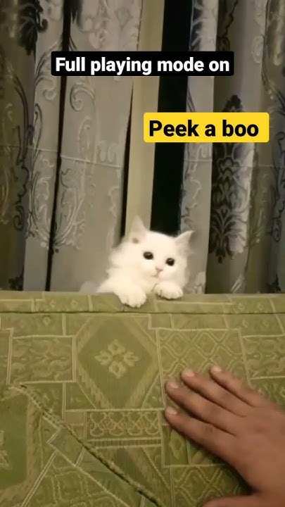 Hide and seek 🥰🐾 #kitten #cat #pet #cute #funnycats #animals #cutepets ...