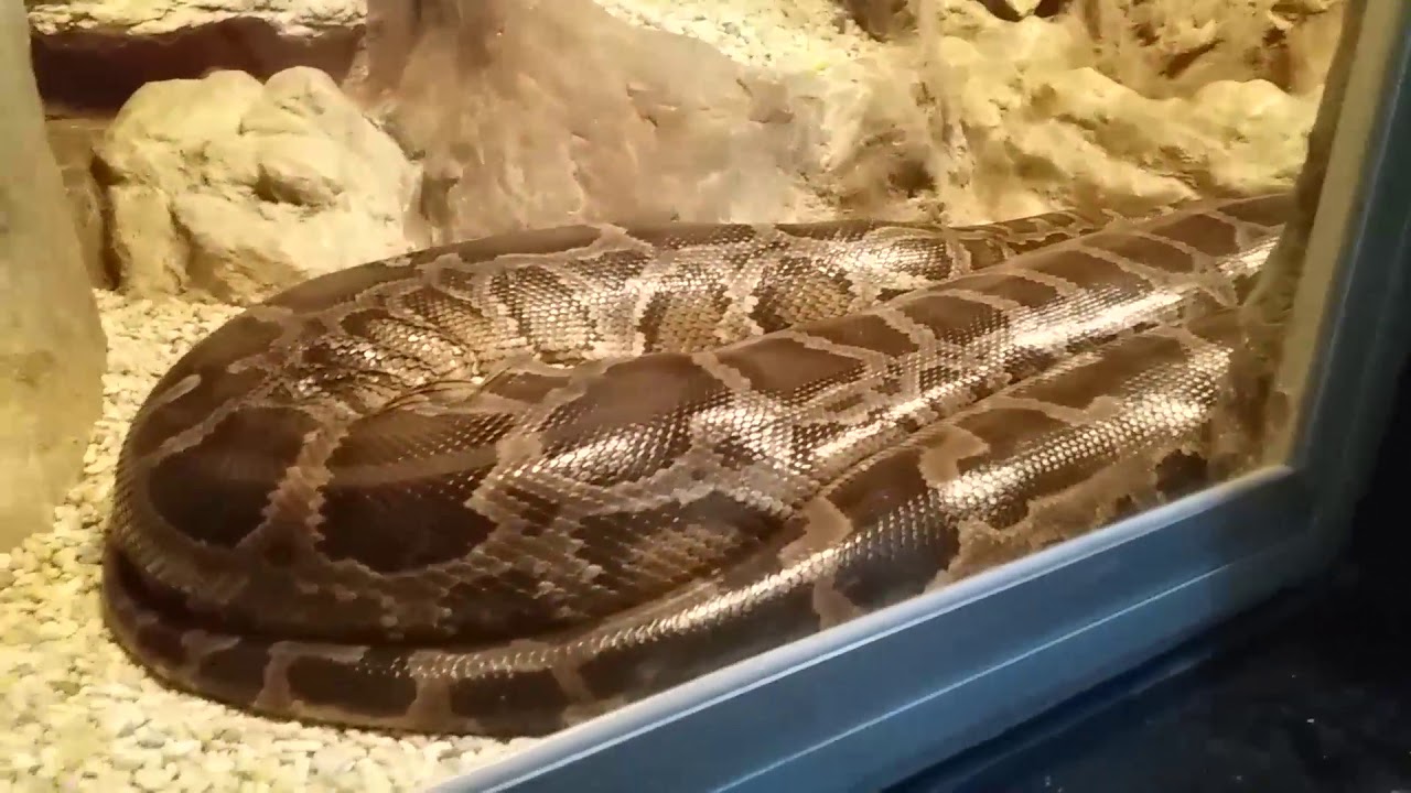 Una vuelta por FES Iztacala - YouTube