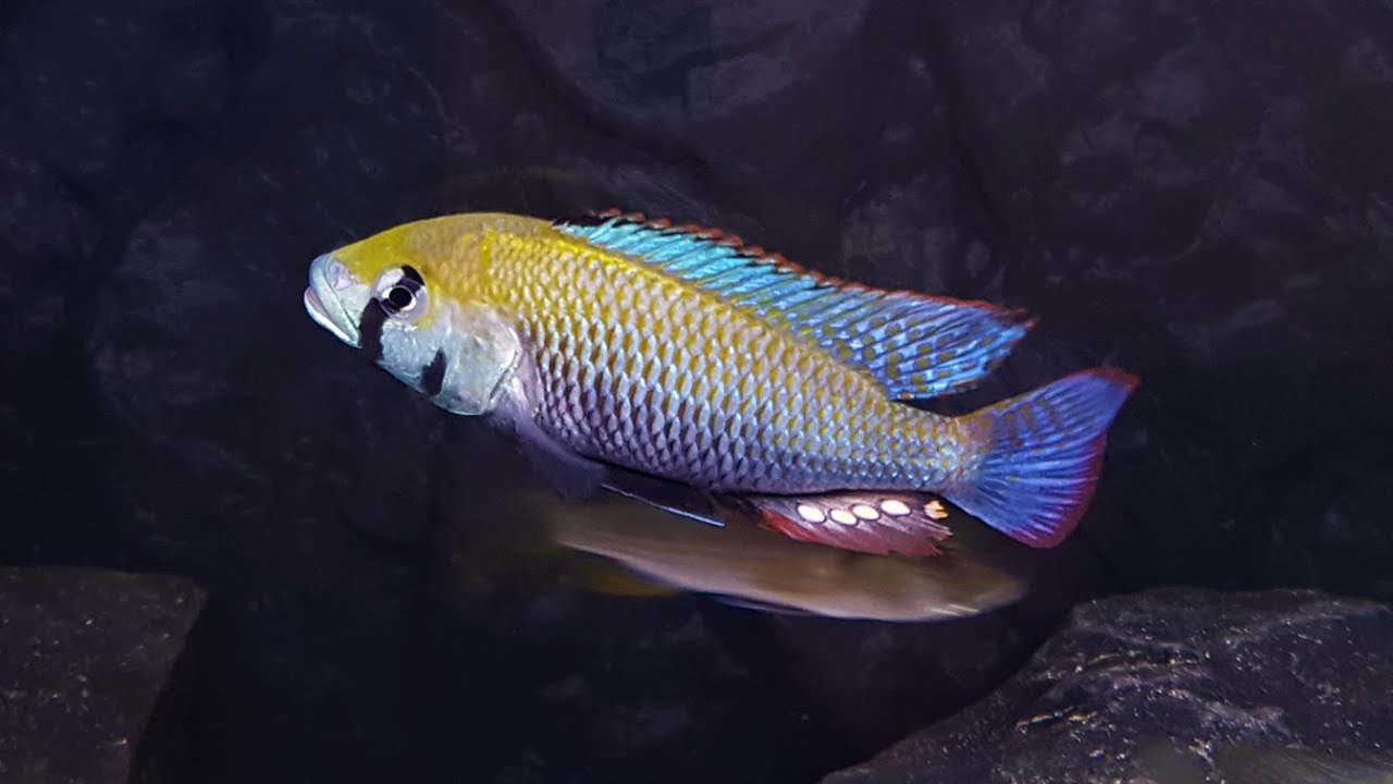 Astatotilapia Calliptera Thumbi East - YouTube