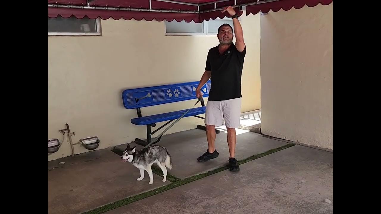 Running Learning The Leave It Command By Smart Start Puppies - YouTube Running Learning The Leave It Command By Smart Start Puppies - YouTube