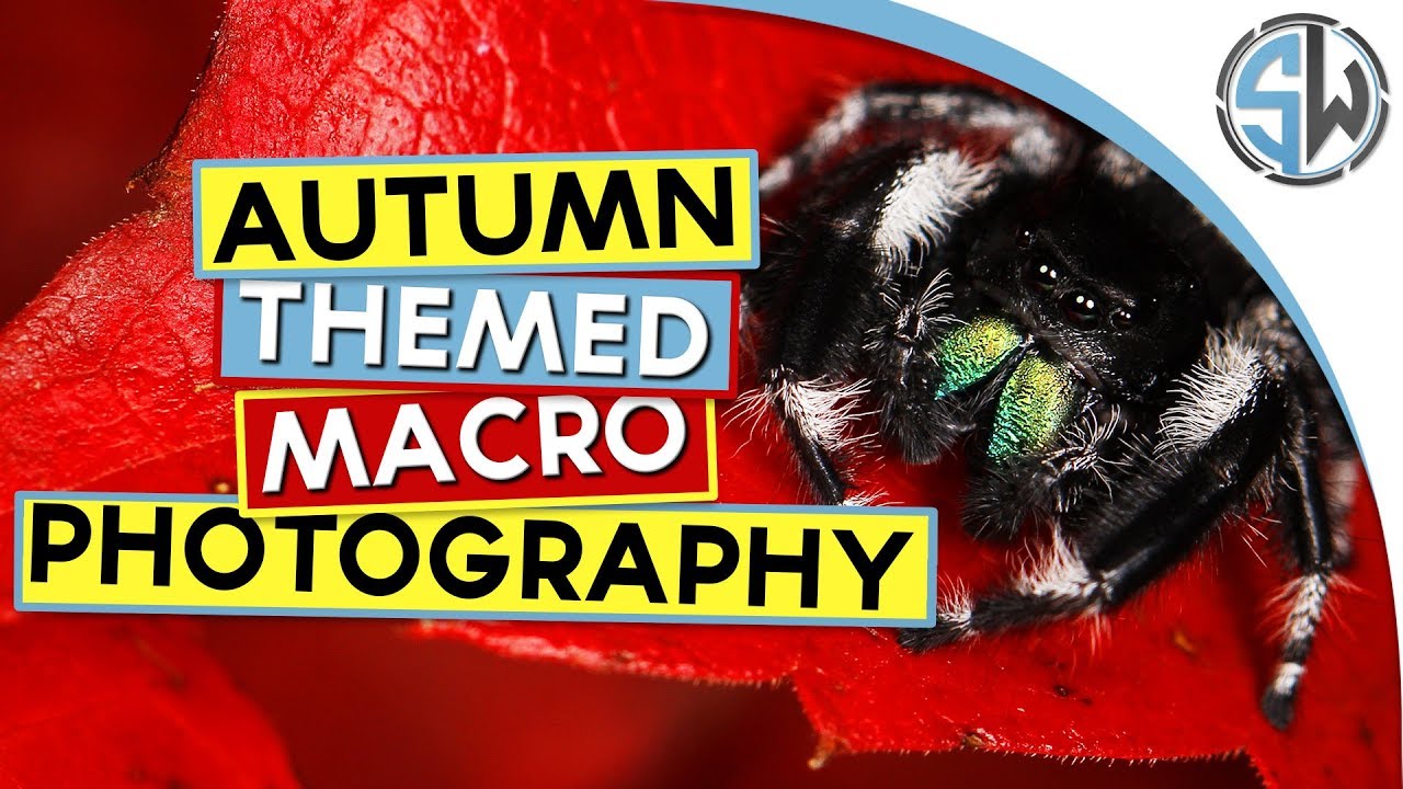 Autumn themed macro photography | Regal jumping spider - YouTube