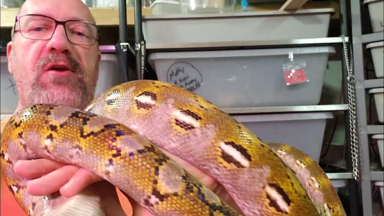 NEW RETICULATED PYTHON - YouTube
