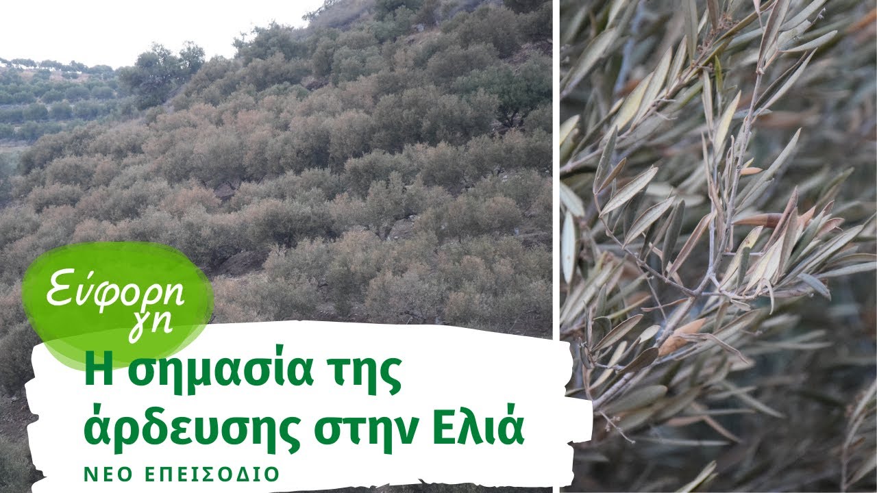 Η σημασία της άρδευσης στην ελιά - Καταστροφή σε ελαιώνες λόγω καύσωνα ...