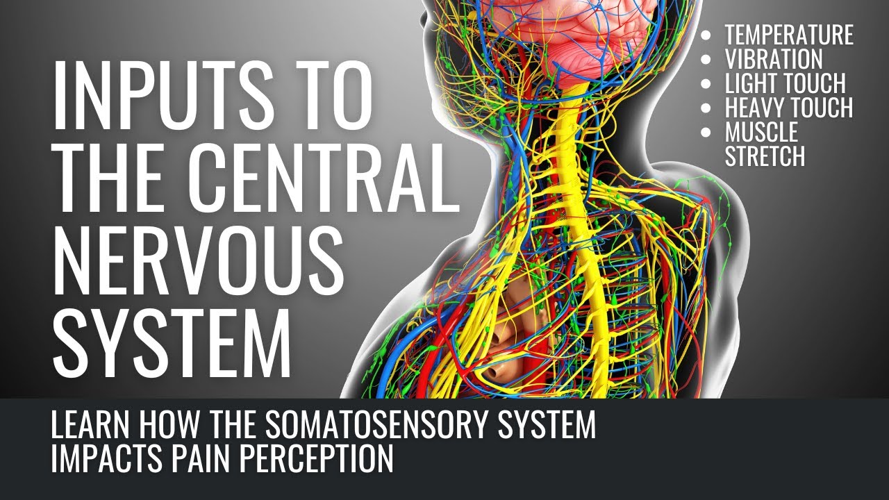 Sensory Input to the Central Nervous System - YouTube