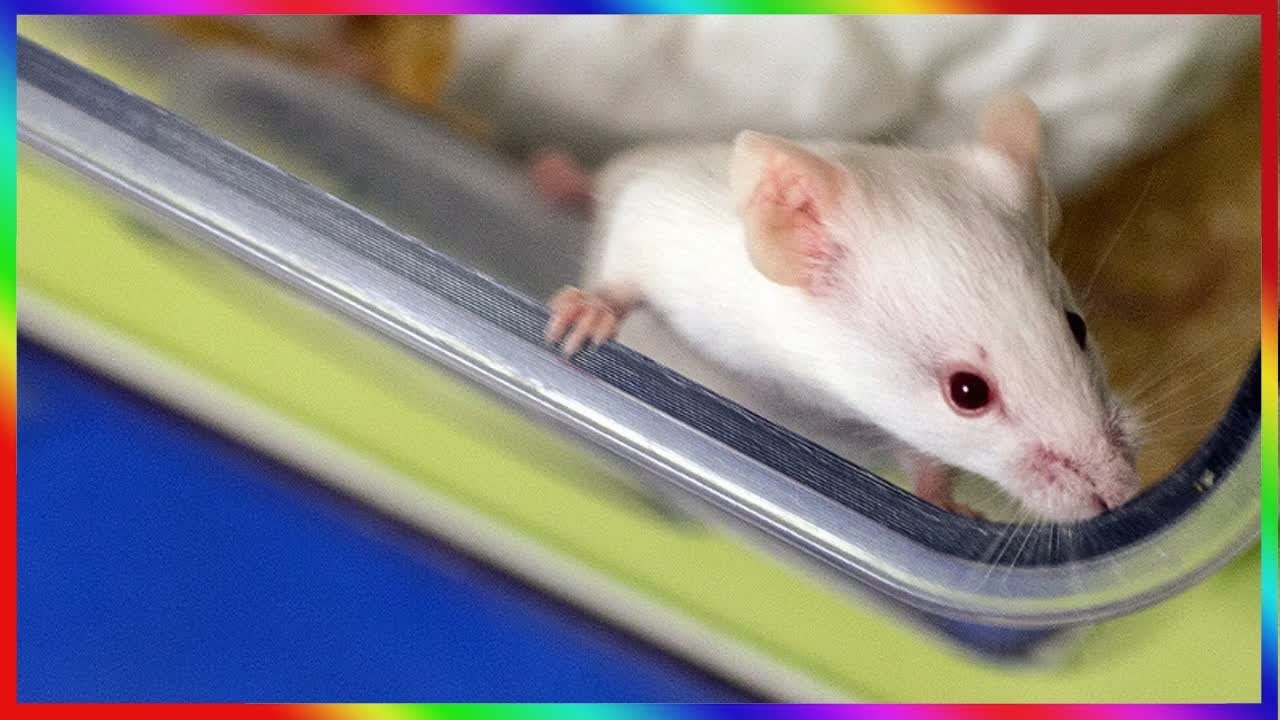 Un « vaccin contre le cancer testé avec succès sur des souris - YouTube