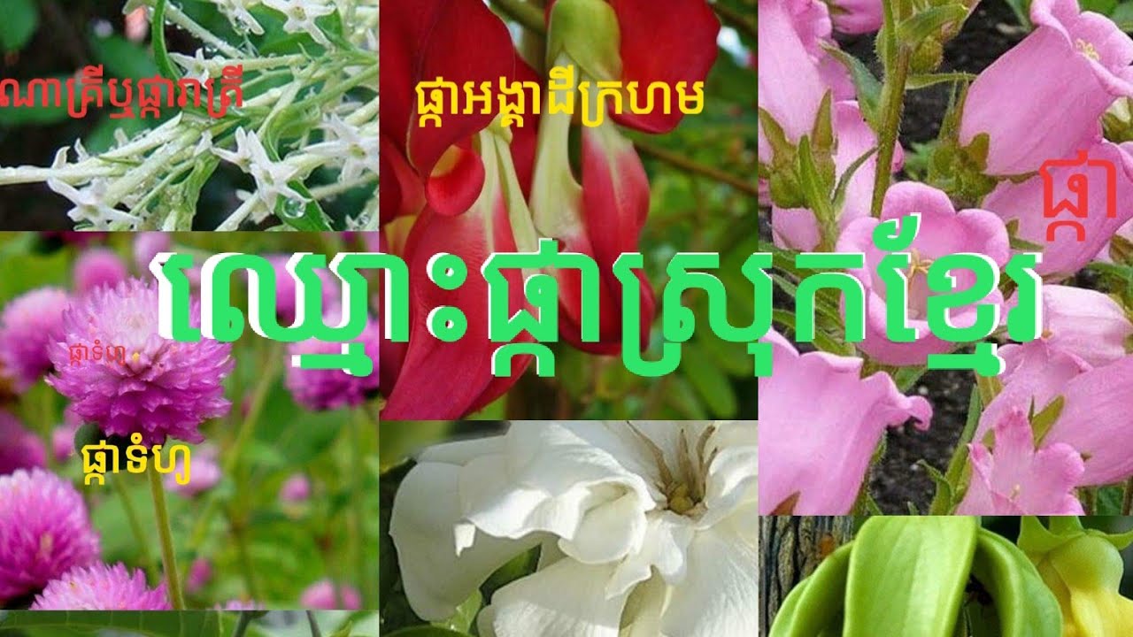 ឈ្មោះផ្កាស្រុកខ្មែរ - flowers in Cambodia - YouTube