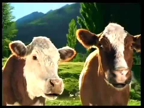 ‪Laughing Cow (Vesela Krava) - 'Curious Cows