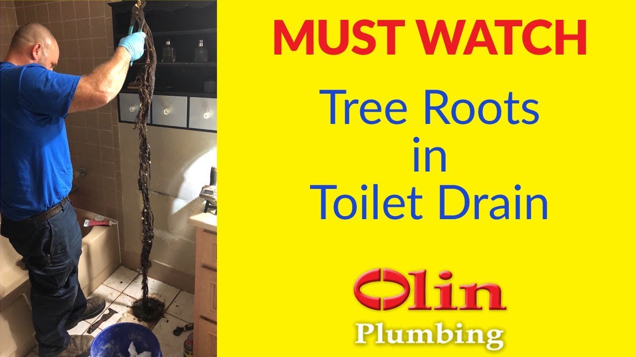 Plumber Finds Tree Roots In Toilet Drain - YouTube