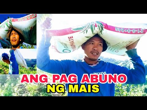 ANG PAG ABUNO, SA AKING MUNTING SAKAHAN, SA TANIM KO NA MAIS SA BUKID ...