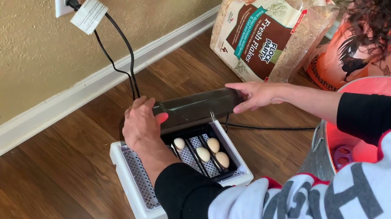 First baby chick born! (Light Brahma and Buff Orpington mix) born in ...