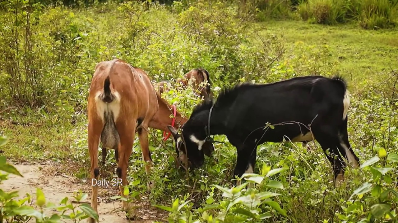 The Best Goat Farm - Goats Meeting Group At Countryside part 2 - YouTube