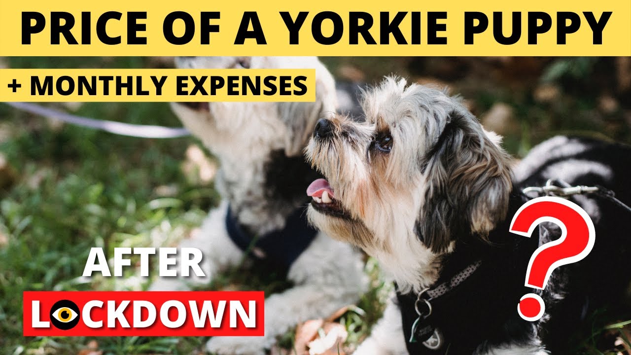 Yorkshire Terrier (Yorkie) Price in India after Lockdown 2021 | Monthly ...