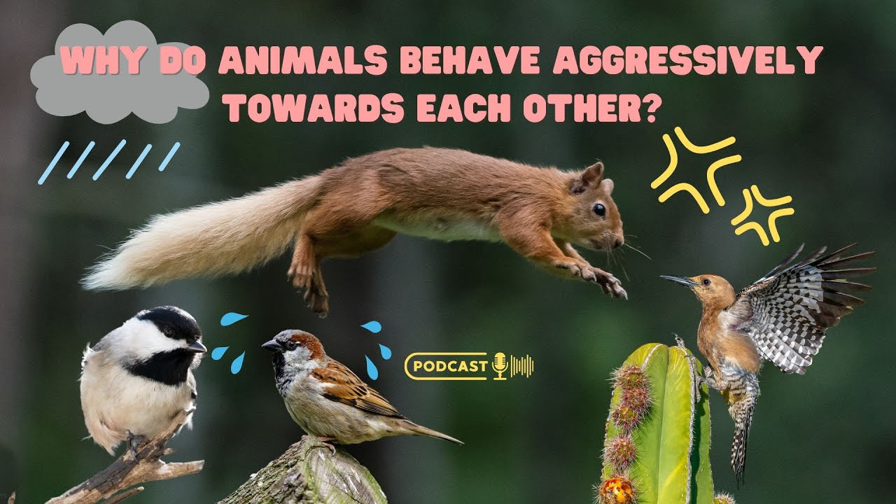 🐿️Why do animals behave aggressively towards each other? - YouTube
