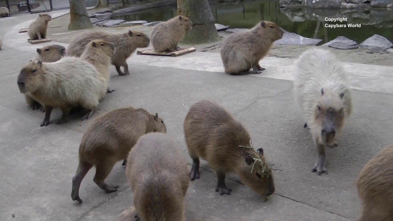 Capybara Dinner Arrives at Nagasaki Bio Parkカピバラディナーが長崎バイオパークに到着 - YouTube