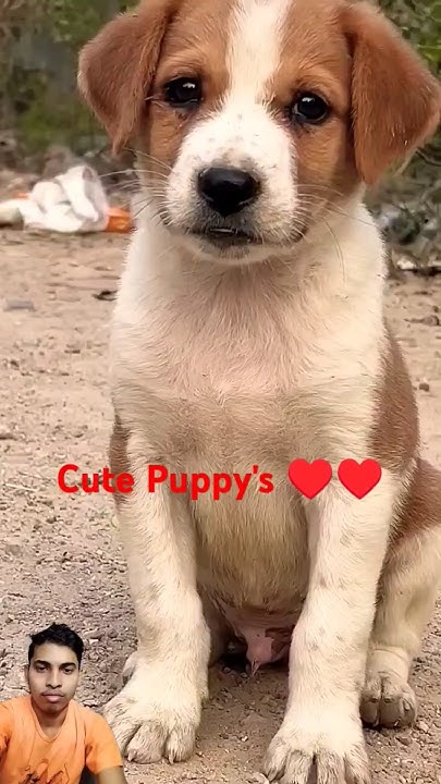 He is not stupid 😤 কুকুরটা কিন্তু বোকা নয় । So cute dog 🐕 / dog lover #shorts#subho #subho ...
