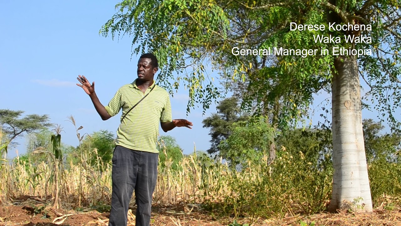 Our moringa farms in Konso - YouTube