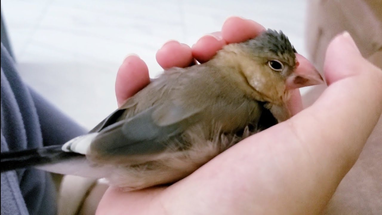 Filhote de Pardal de Java brincando e dormindo - YouTube